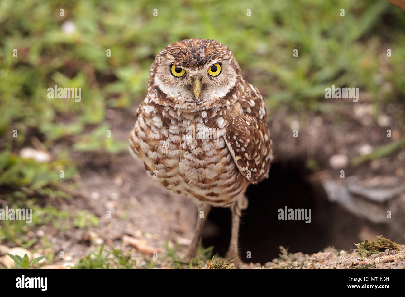 Adult Burrowing owl Athene cunicularia perched outside its burrow on ...