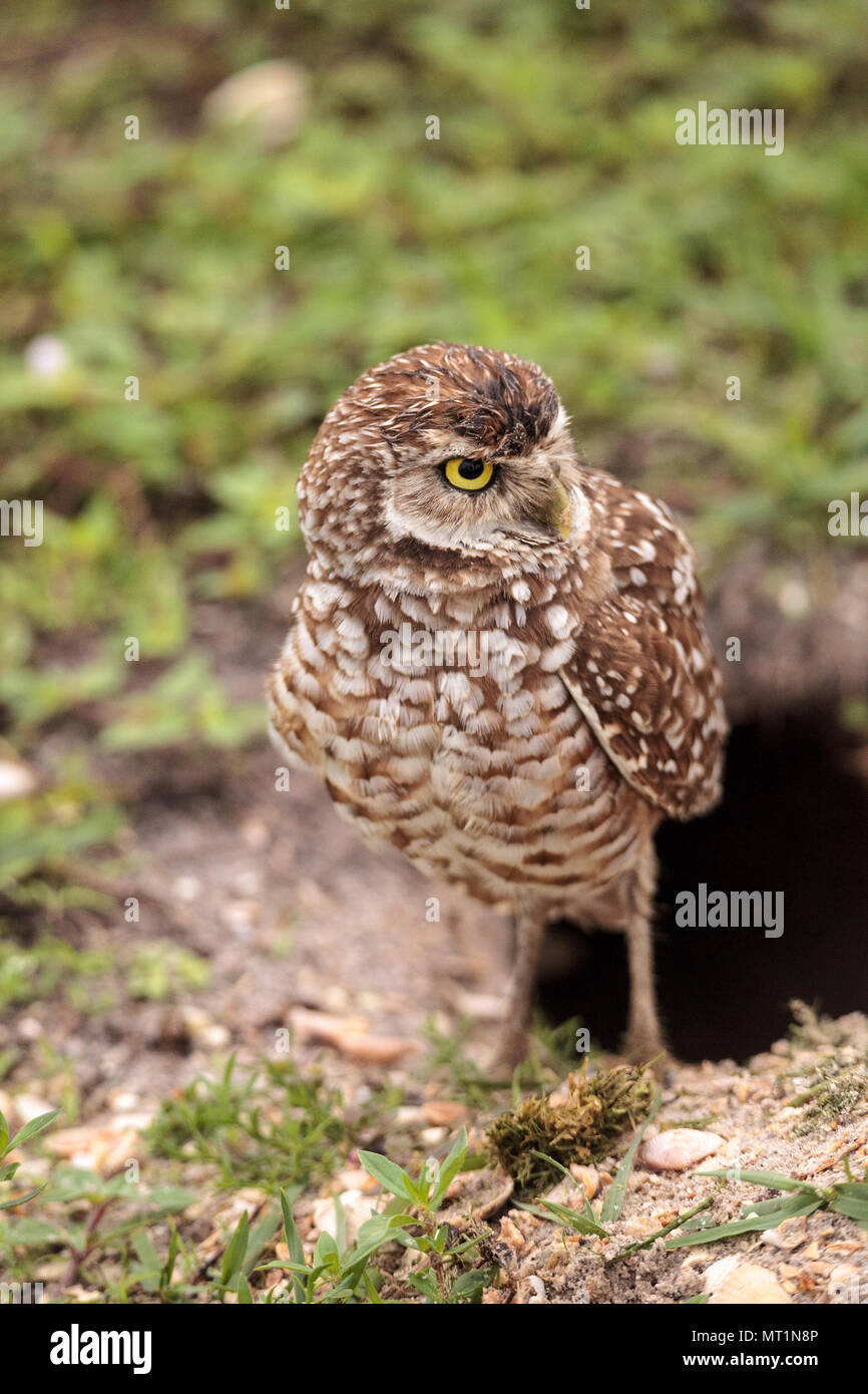 Adult Burrowing owl Athene cunicularia perched outside its burrow on ...