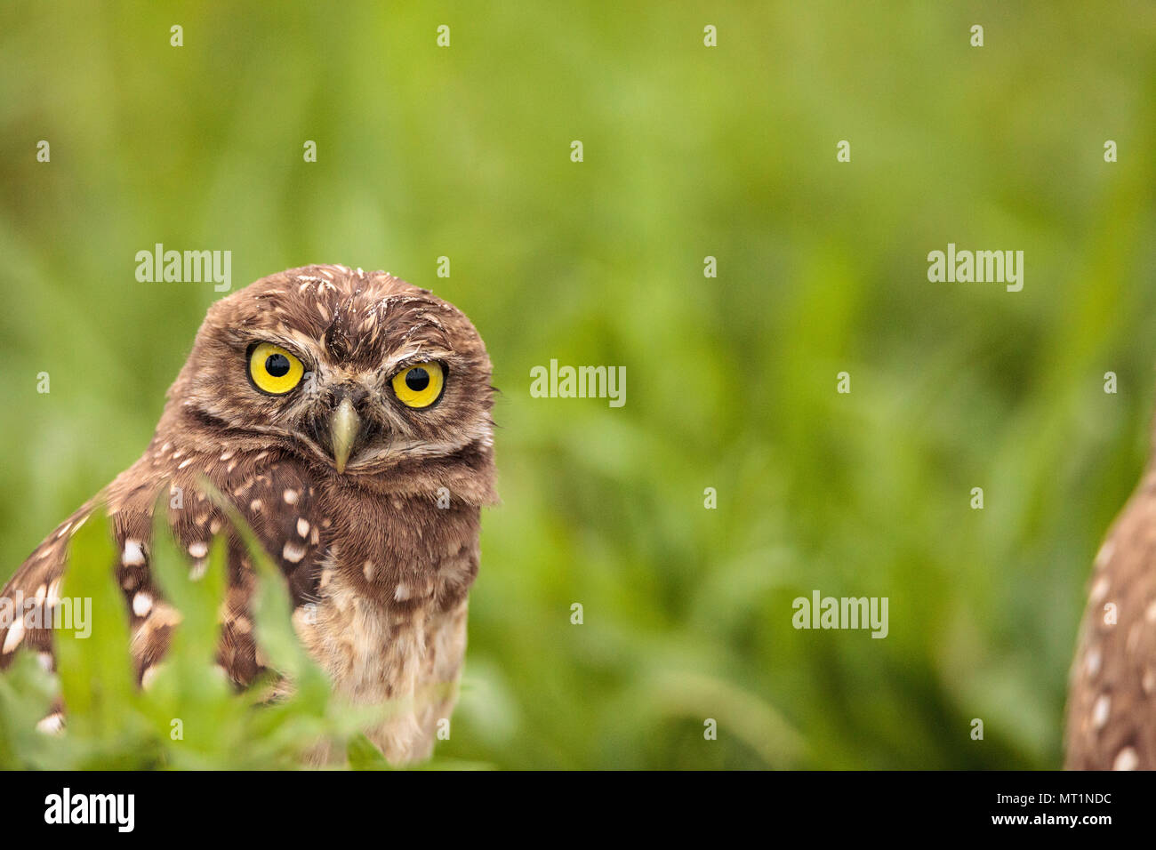 Adult Burrowing owl Athene cunicularia perched outside its burrow on ...