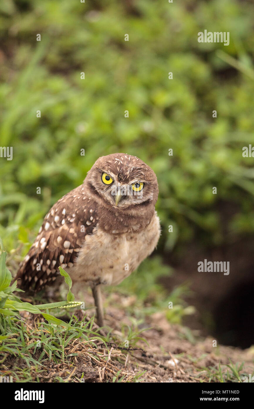Adult Burrowing owl Athene cunicularia perched outside its burrow on ...