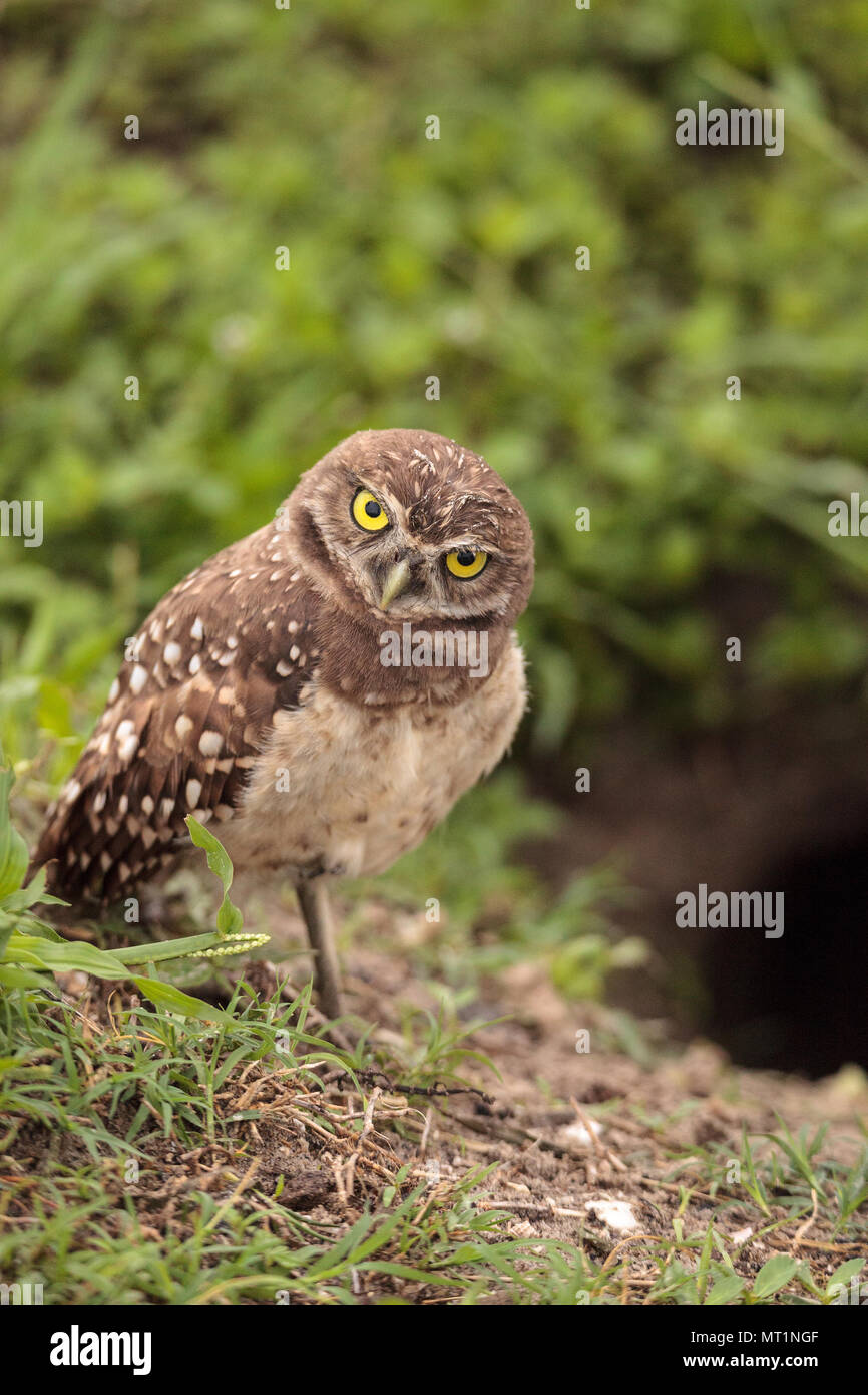 Adult Burrowing owl Athene cunicularia perched outside its burrow on ...