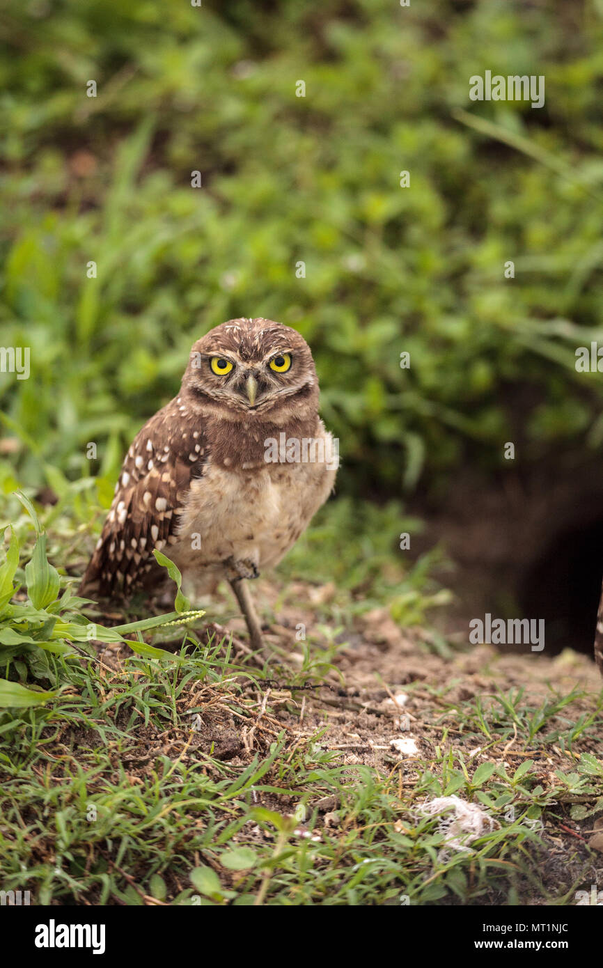 Adult Burrowing owl Athene cunicularia perched outside its burrow on ...