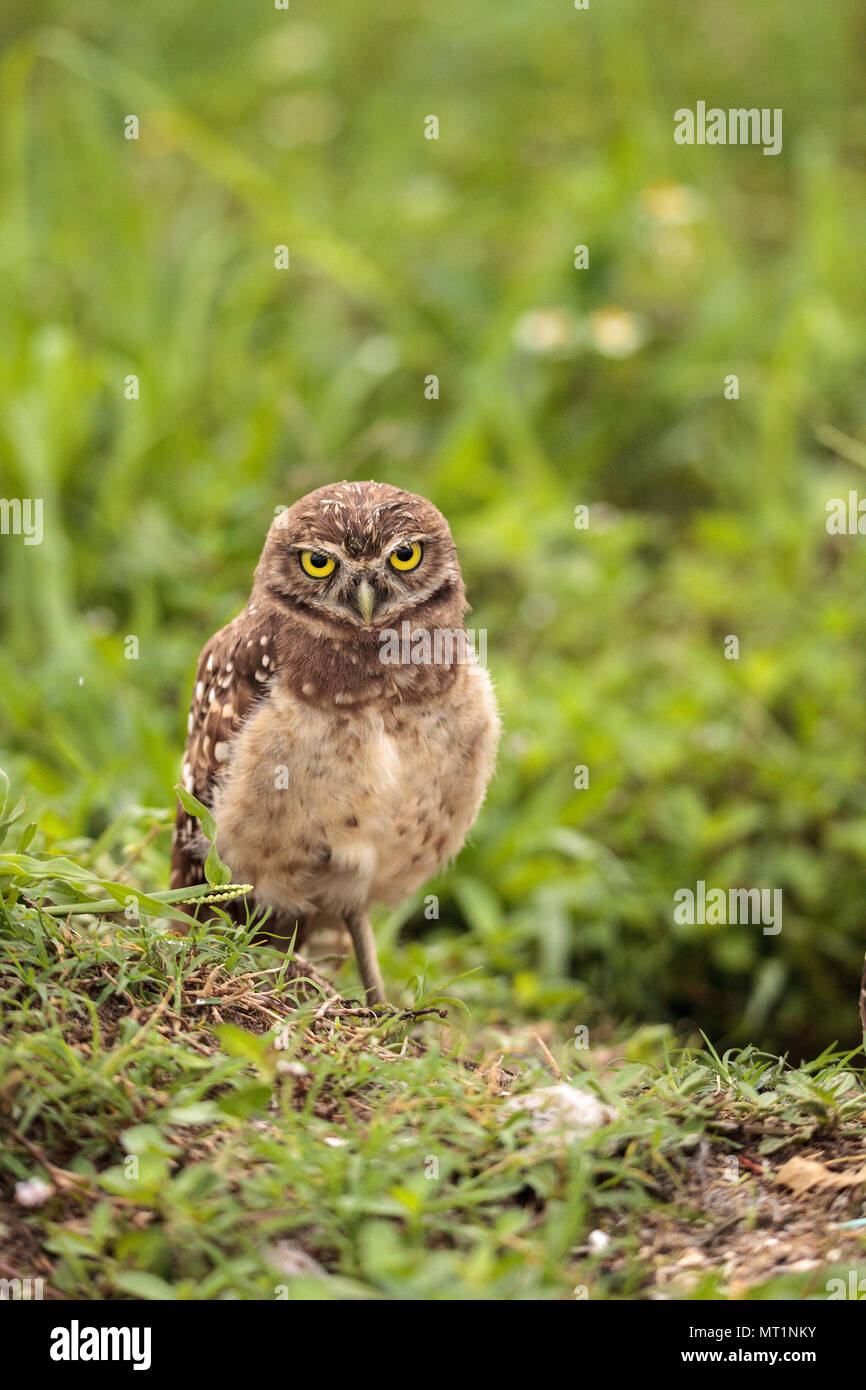 Adult Burrowing owl Athene cunicularia perched outside its burrow on ...
