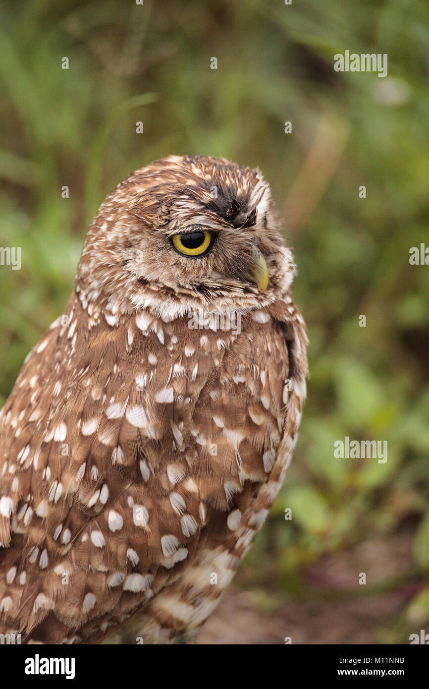 Adult Burrowing owl Athene cunicularia perched outside its burrow on ...