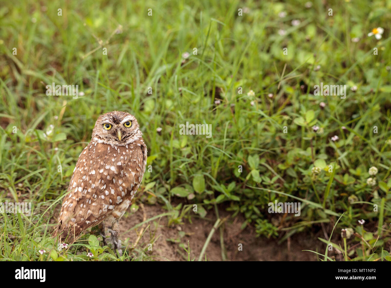 Adult Burrowing owl Athene cunicularia perched outside its burrow on ...