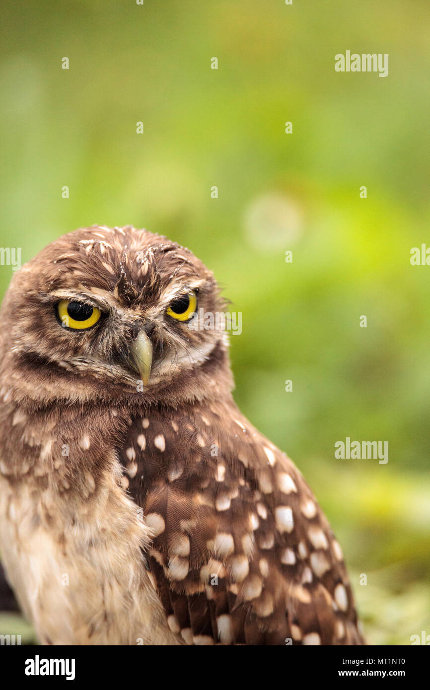 Adult Burrowing owl Athene cunicularia perched outside its burrow on ...