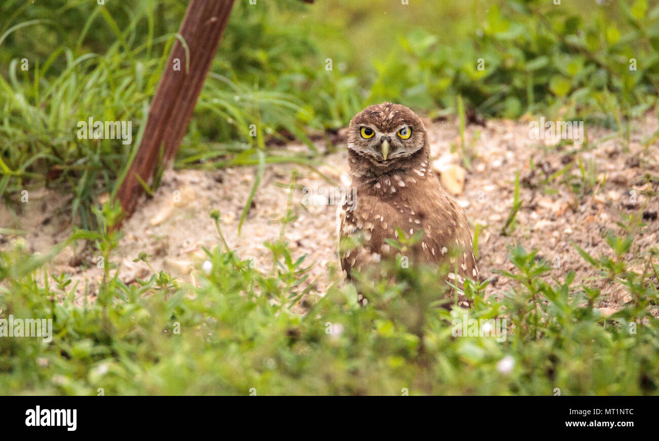 Baby Burrowing owl Athene cunicularia perched outside its burrow on ...