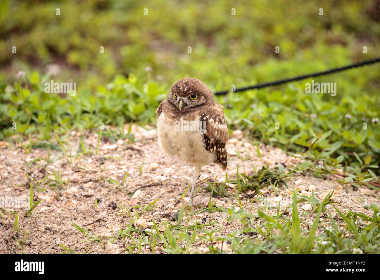 Baby Burrowing owl Athene cunicularia perched outside its burrow on ...