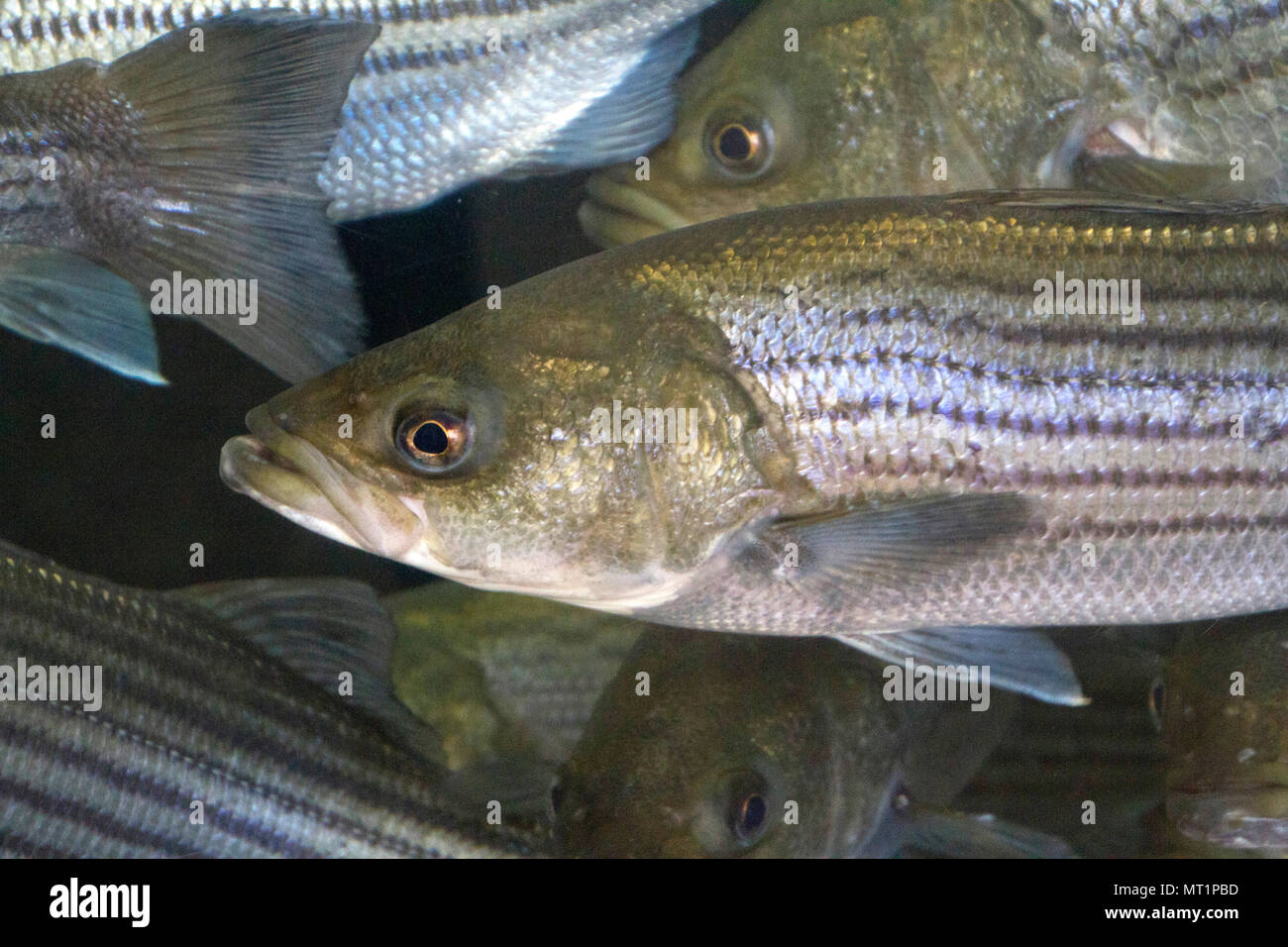 Striped bass hi-res stock photography and images - Alamy