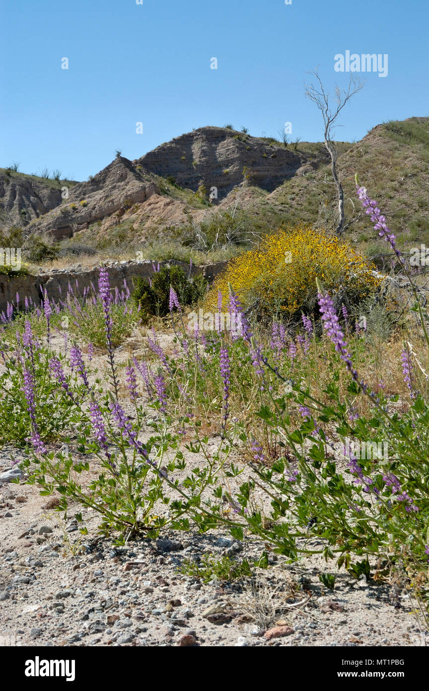 Arizona Lupine, Lupine arizonicus, Hawk Canyon, Anza-Borrego Desert ...
