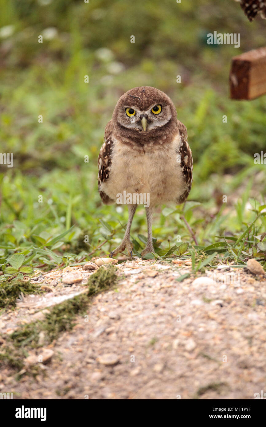Baby Burrowing owl Athene cunicularia perched outside its burrow on ...