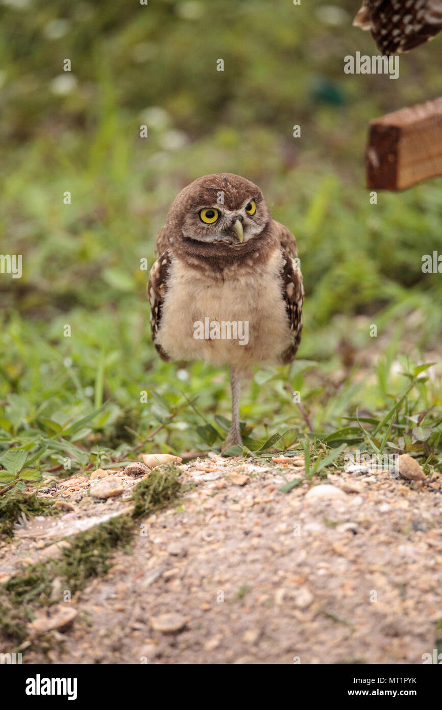 Baby Burrowing owl Athene cunicularia perched outside its burrow on ...