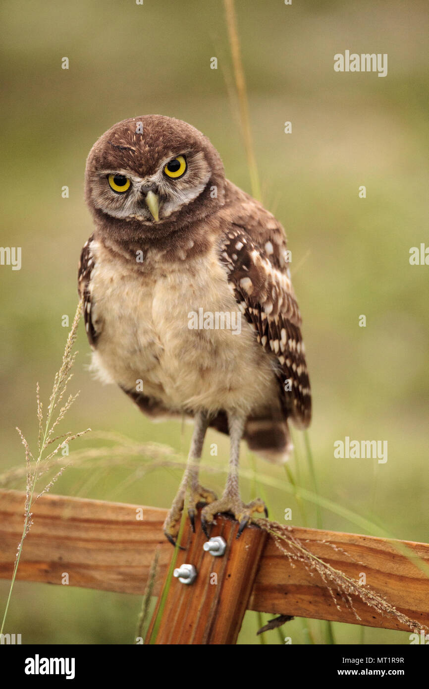 Baby Burrowing owl Athene cunicularia perched outside its burrow on ...