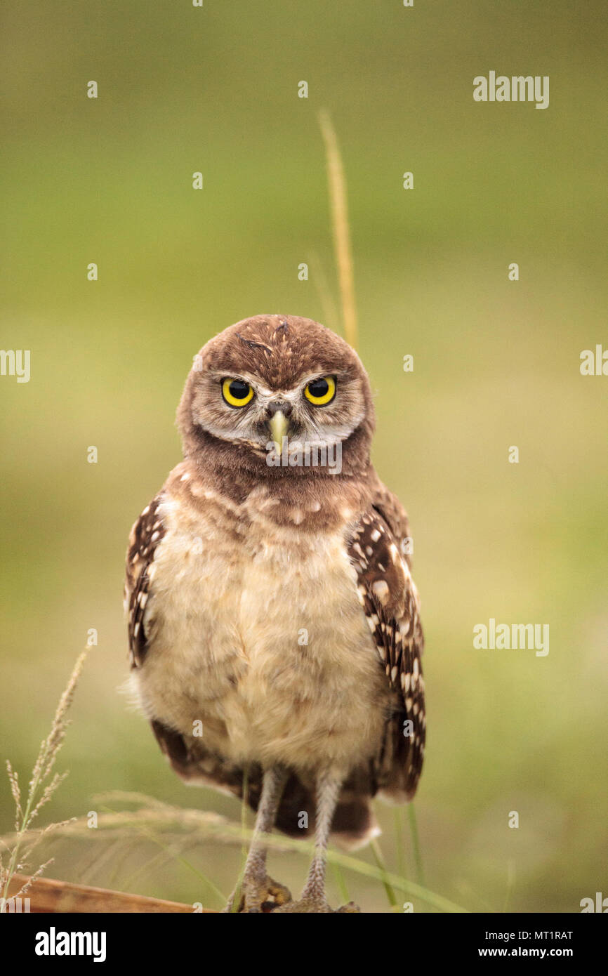 Baby Burrowing owl Athene cunicularia perched outside its burrow on ...