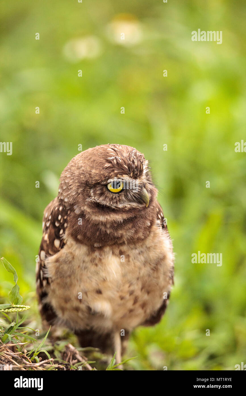 Baby Burrowing owl Athene cunicularia perched outside its burrow on ...