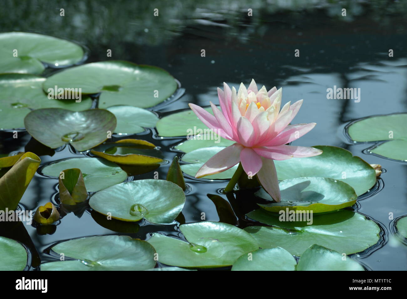 Water lily on the pond Stock Photo - Alamy