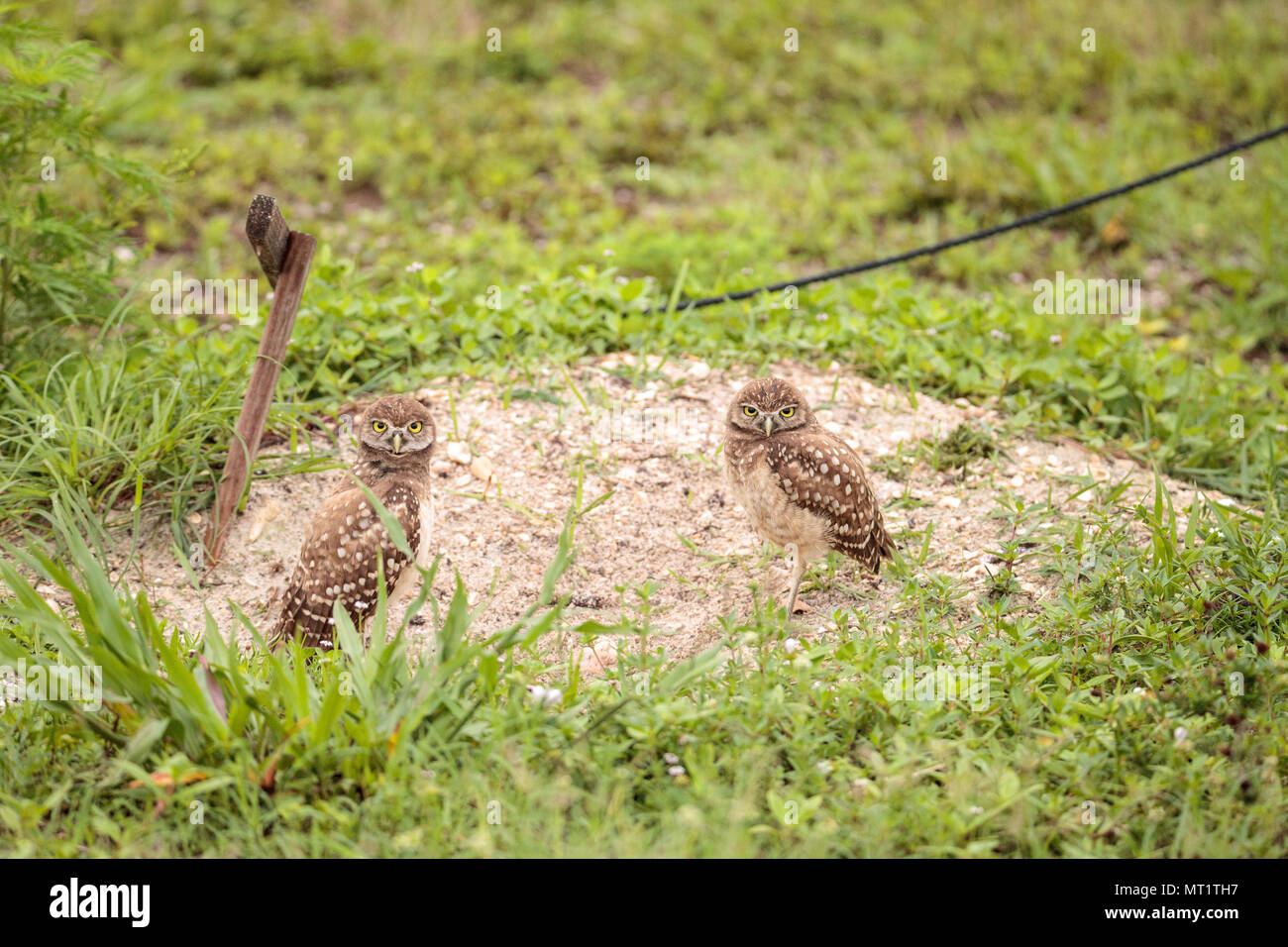 Family with Baby Burrowing owls Athene cunicularia perched outside a ...