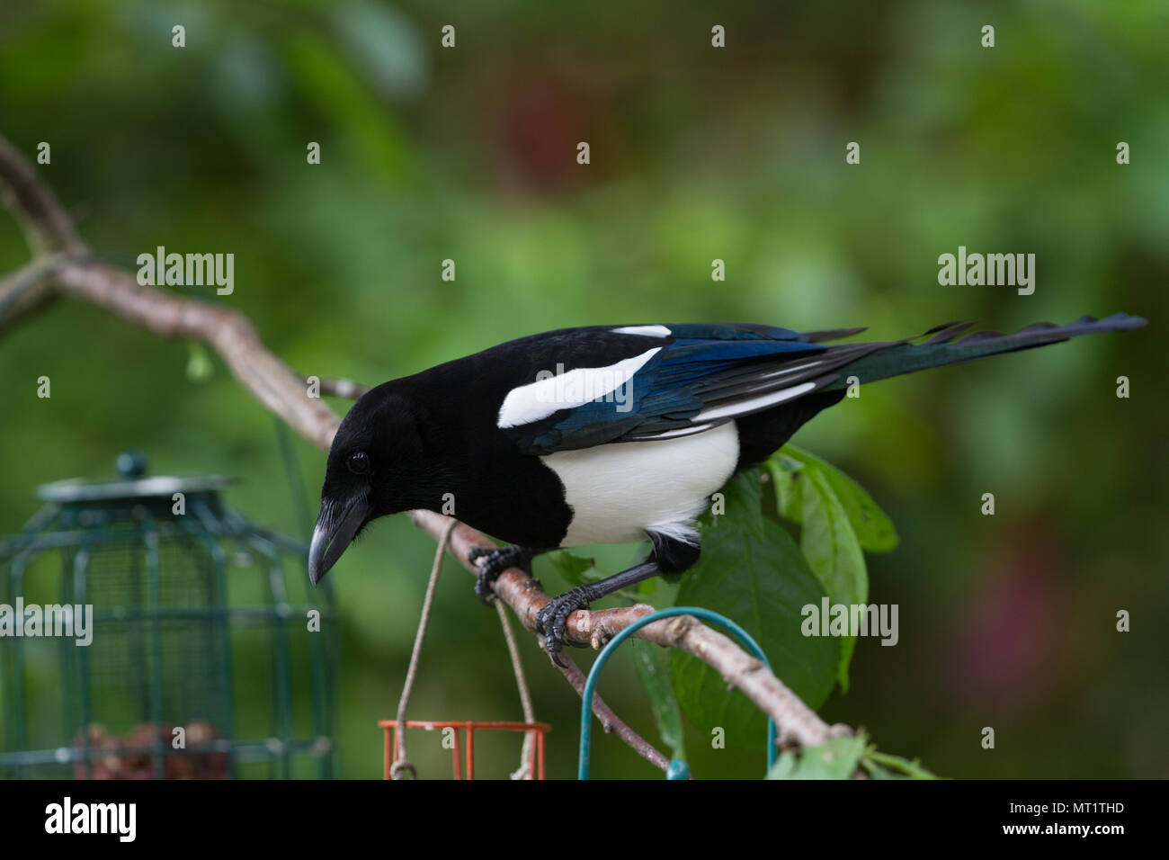 Magpie Pica pica single adult by seed feeder. British Isles Stock Photo ...