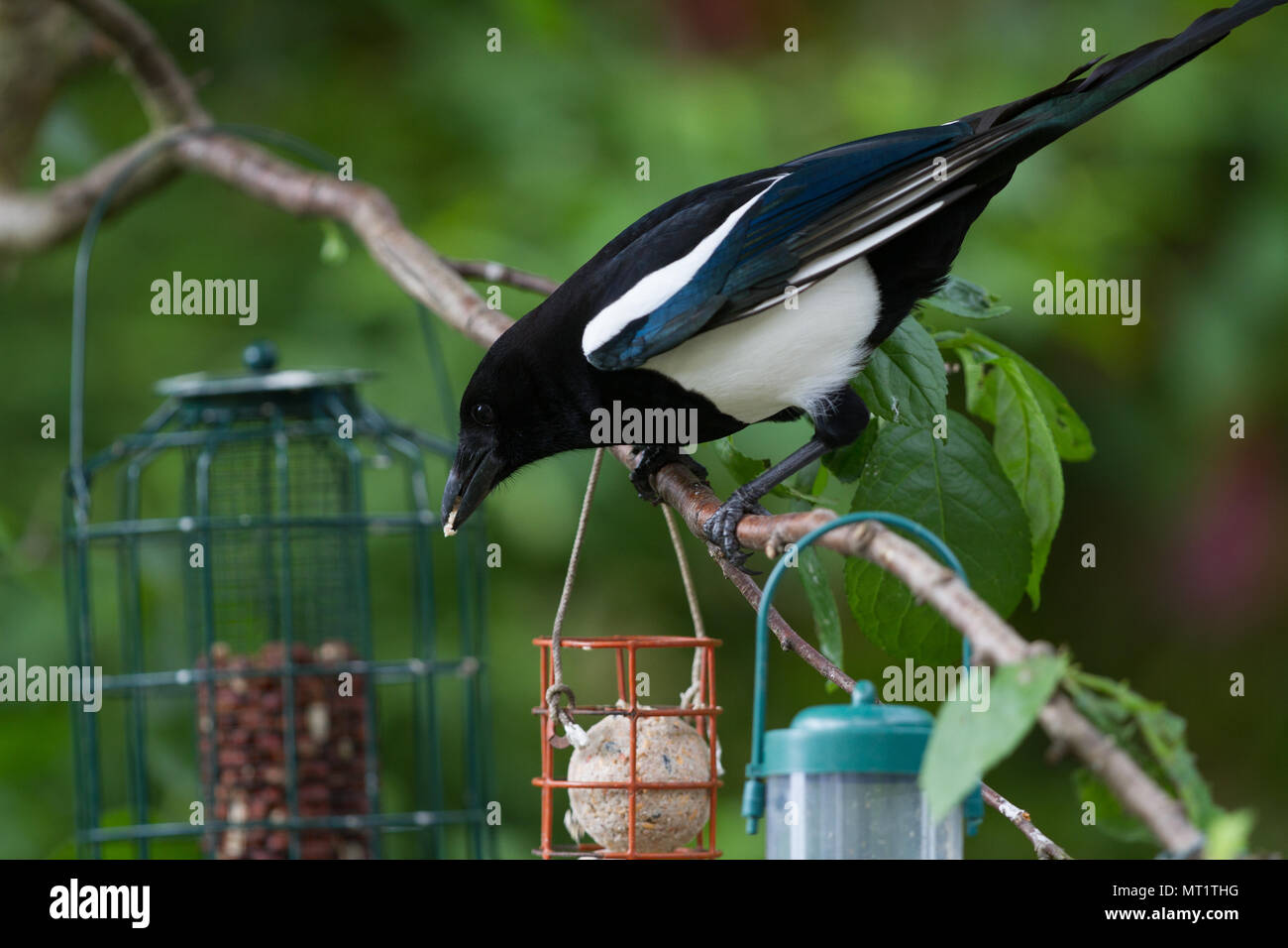 Magpie Pica pica single adult by seed feeder. British Isles Stock Photo ...