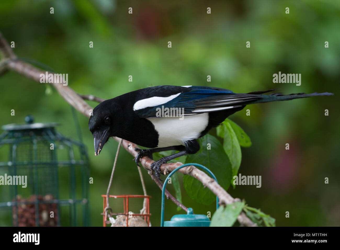 Magpie Pica pica single adult by seed feeder. British Isles Stock Photo ...