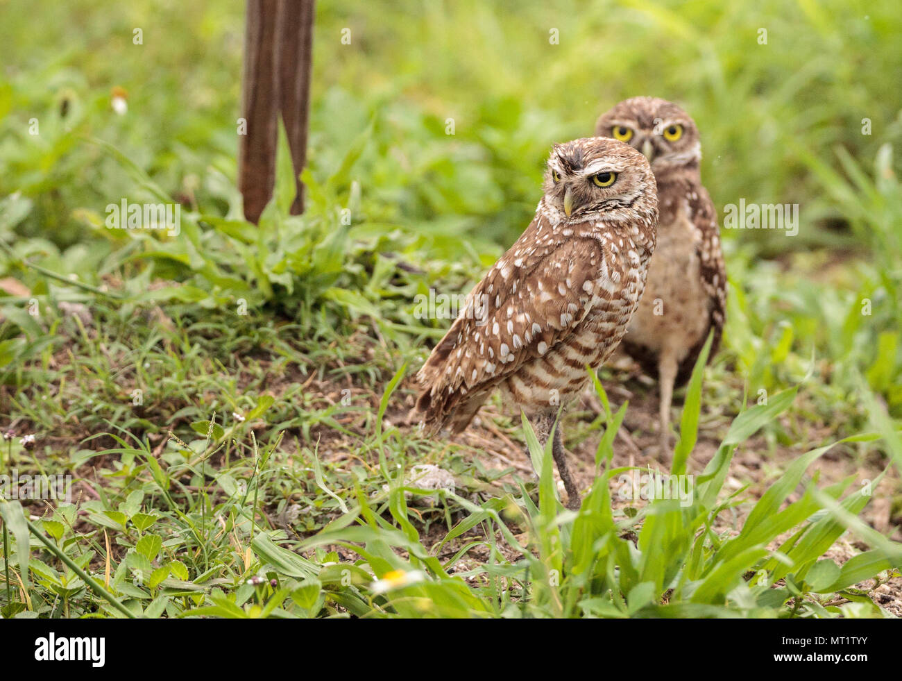Family with Baby Burrowing owls Athene cunicularia perched outside a ...