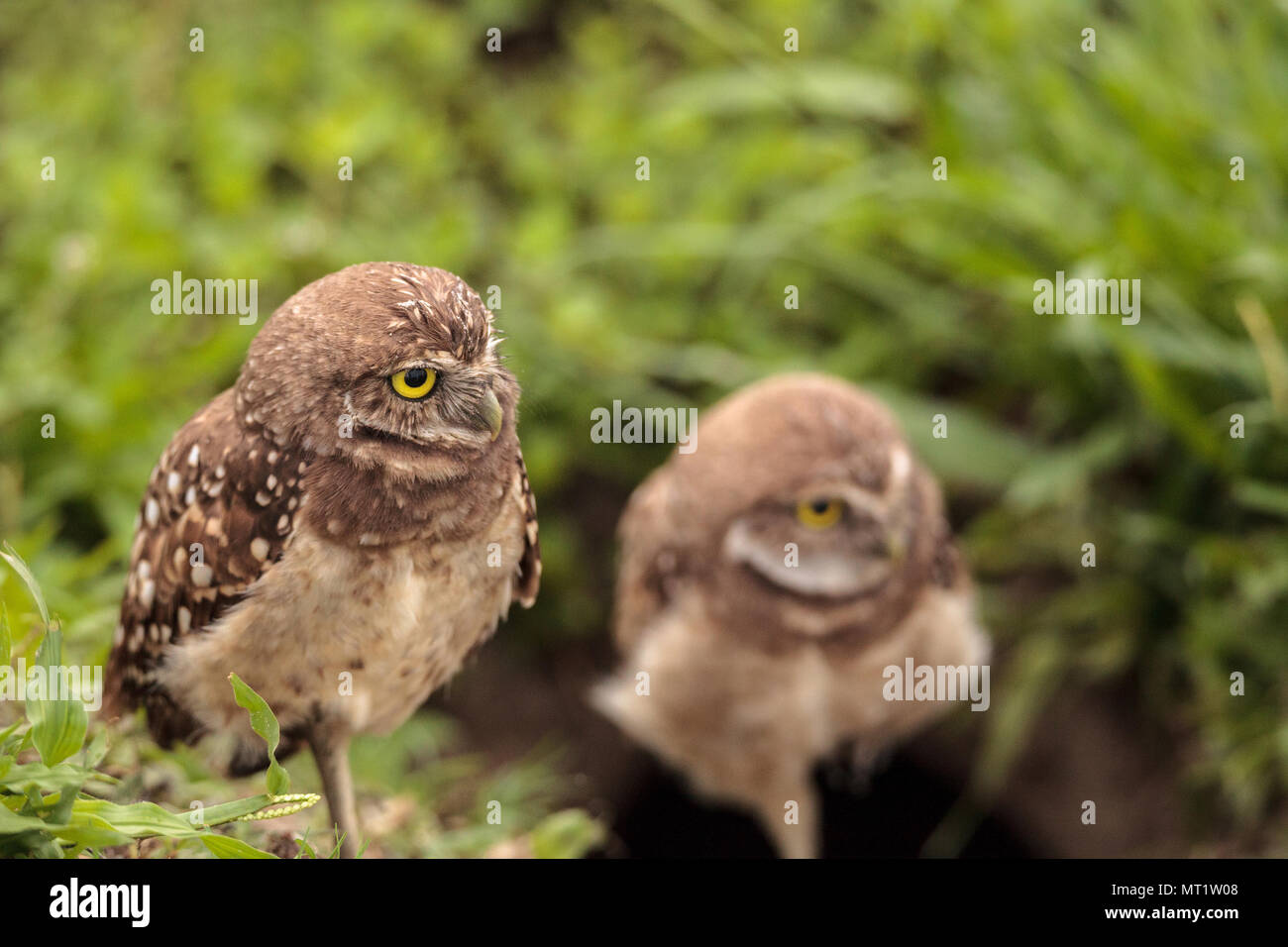 Family with Baby Burrowing owls Athene cunicularia perched outside a ...