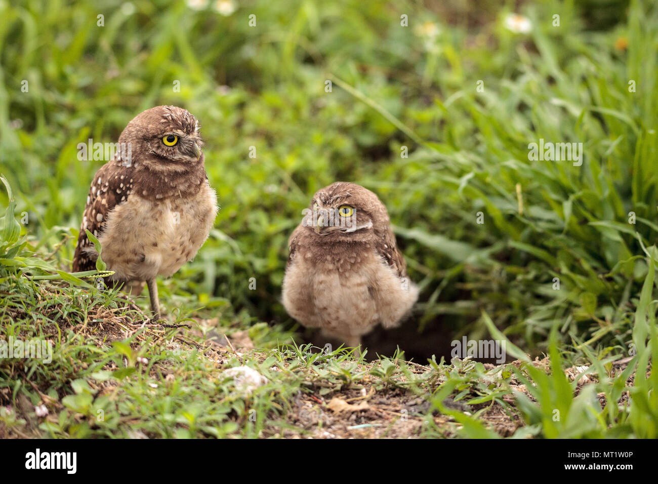Family with Baby Burrowing owls Athene cunicularia perched outside a ...