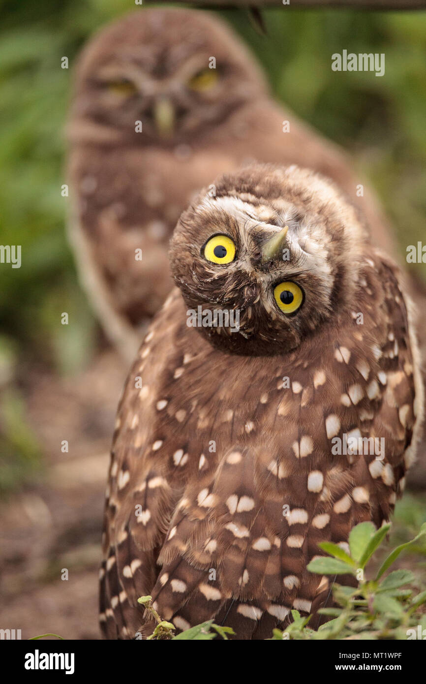 Burrowing owl head tilt hi-res stock photography and images - Alamy