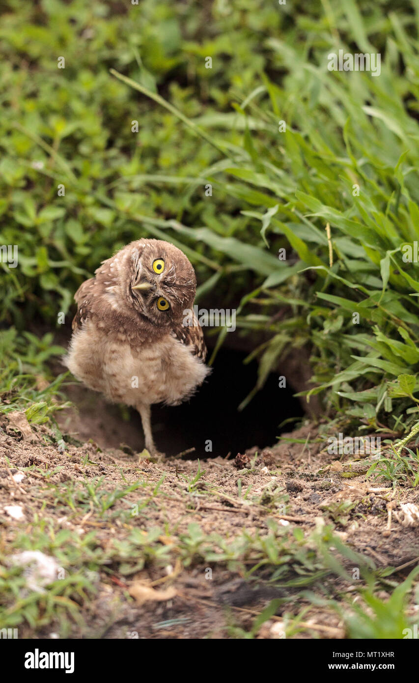 Burrowing owl head tilt hi-res stock photography and images - Alamy