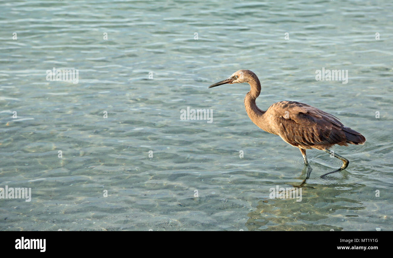 Reddish egret profile hi-res stock photography and images - Alamy