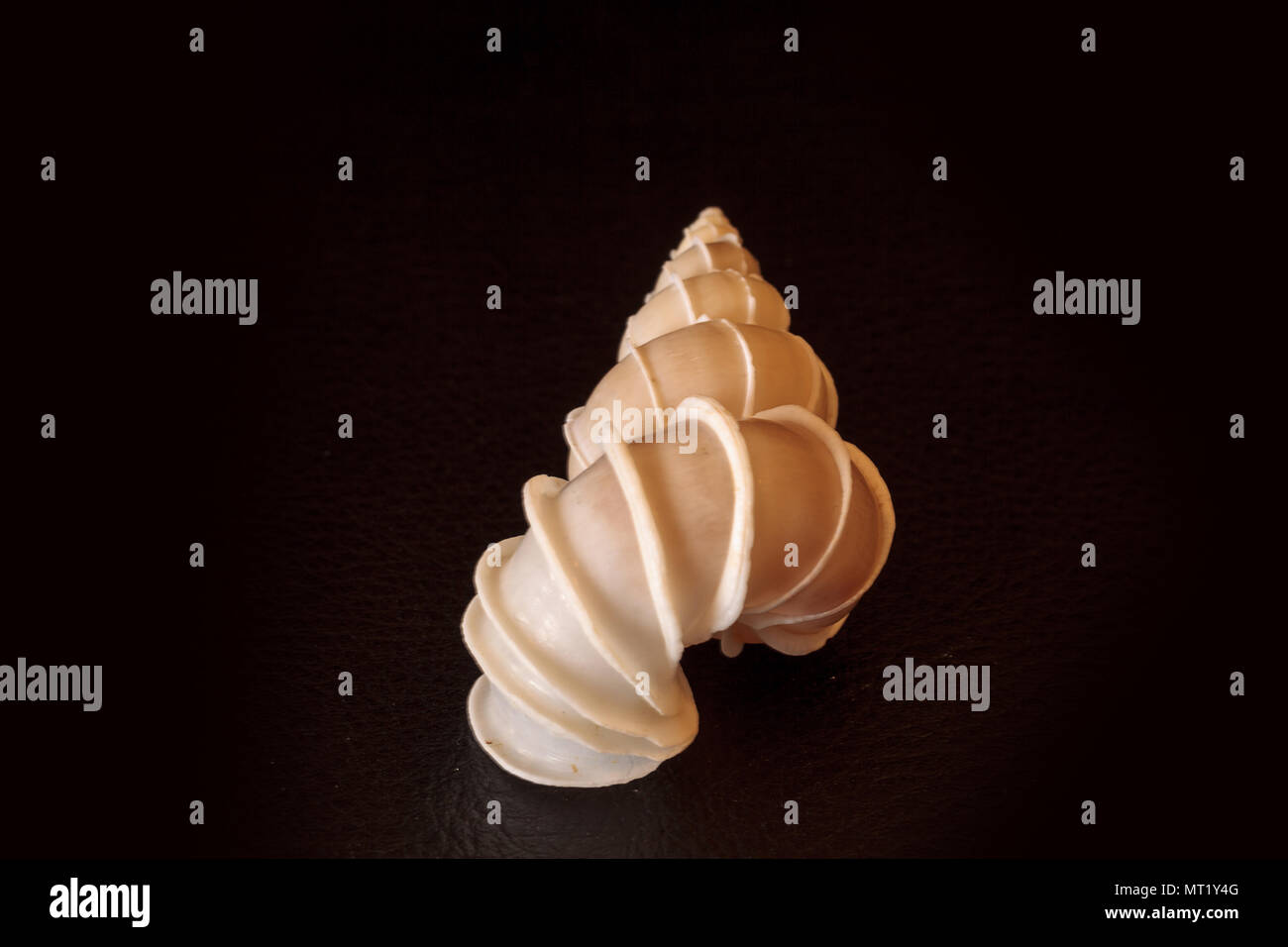 Precious wentletrap Epitonium scalare seashell On a black wood ...