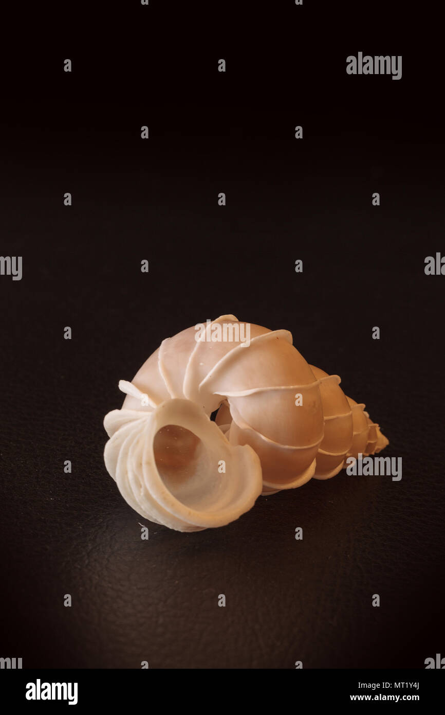 Precious wentletrap Epitonium scalare seashell On a black wood ...