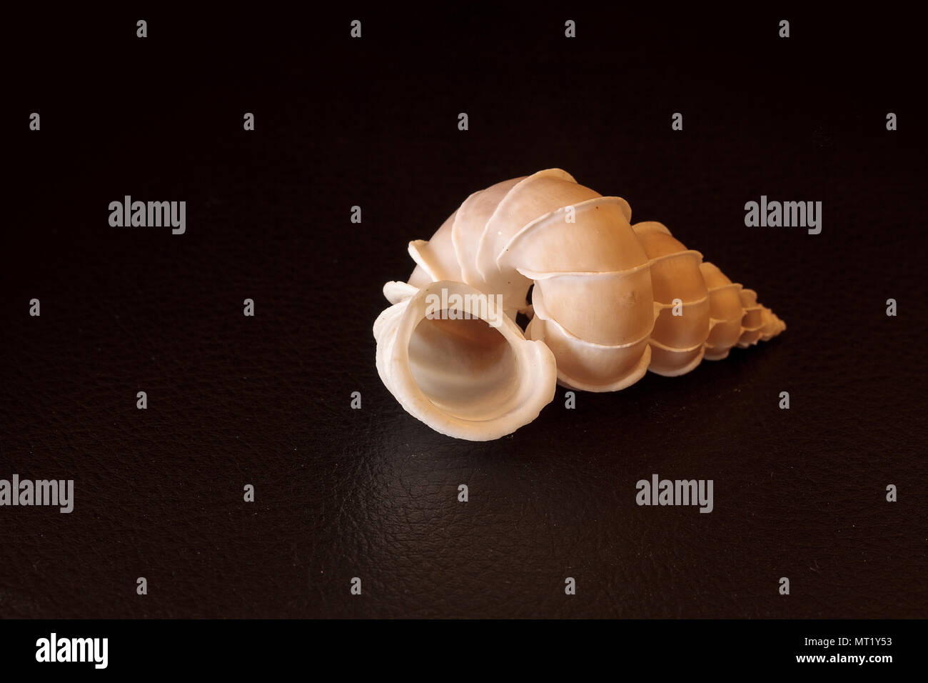 Precious wentletrap Epitonium scalare seashell On a black wood ...