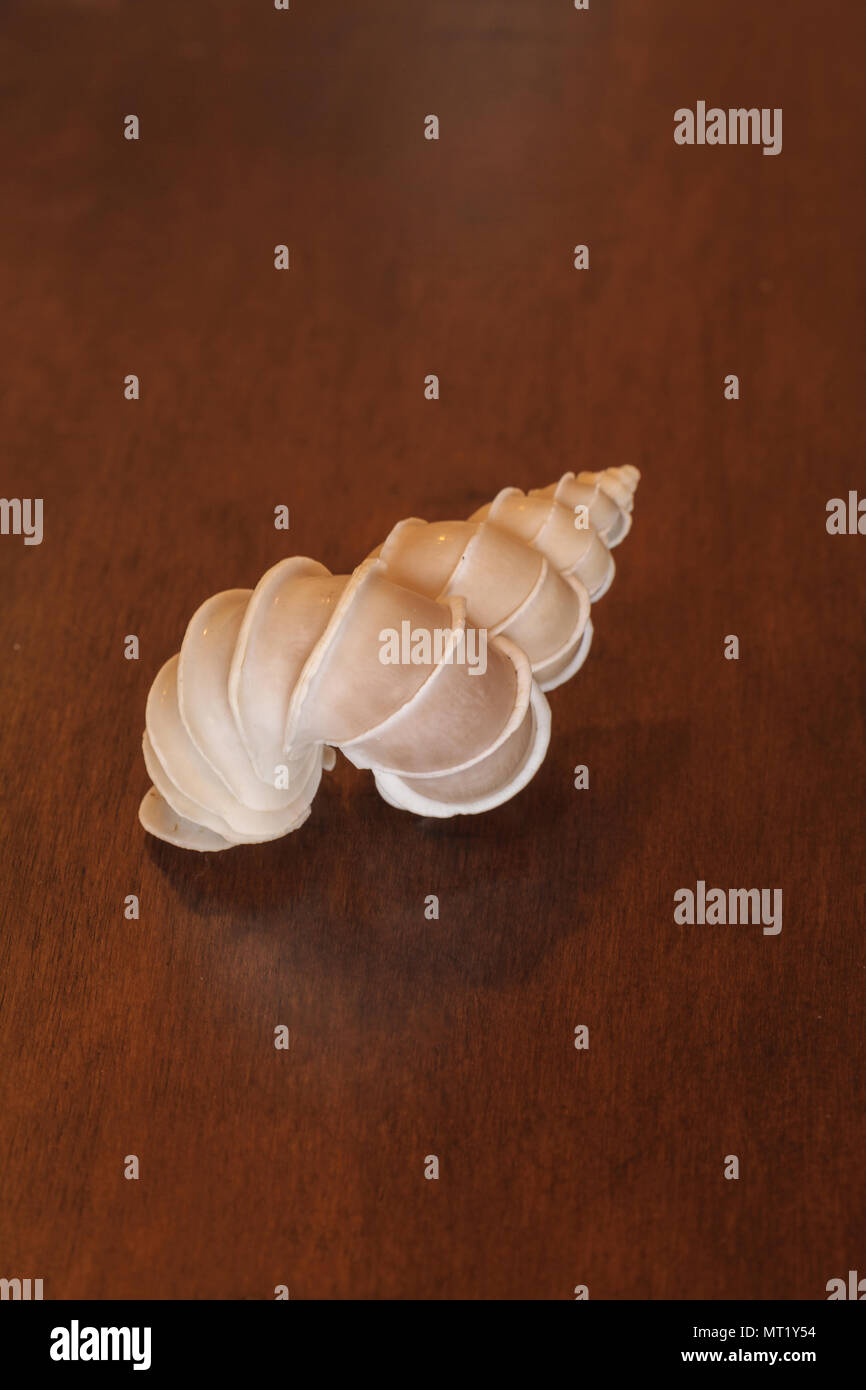 Wentletrap shells hi-res stock photography and images - Alamy