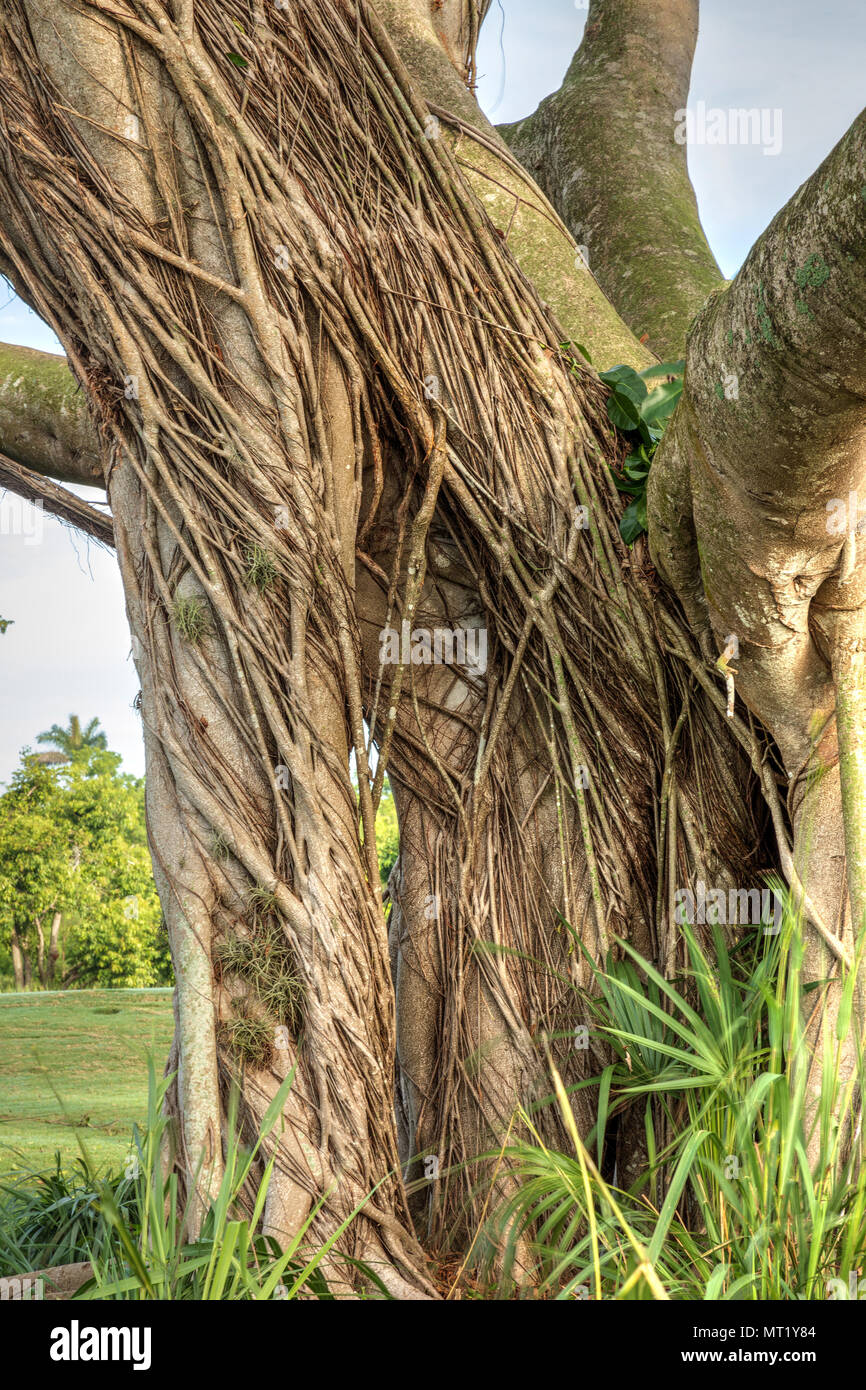 Strangler fig Ficus aurea winds its way around the trunk of an oak tree ...