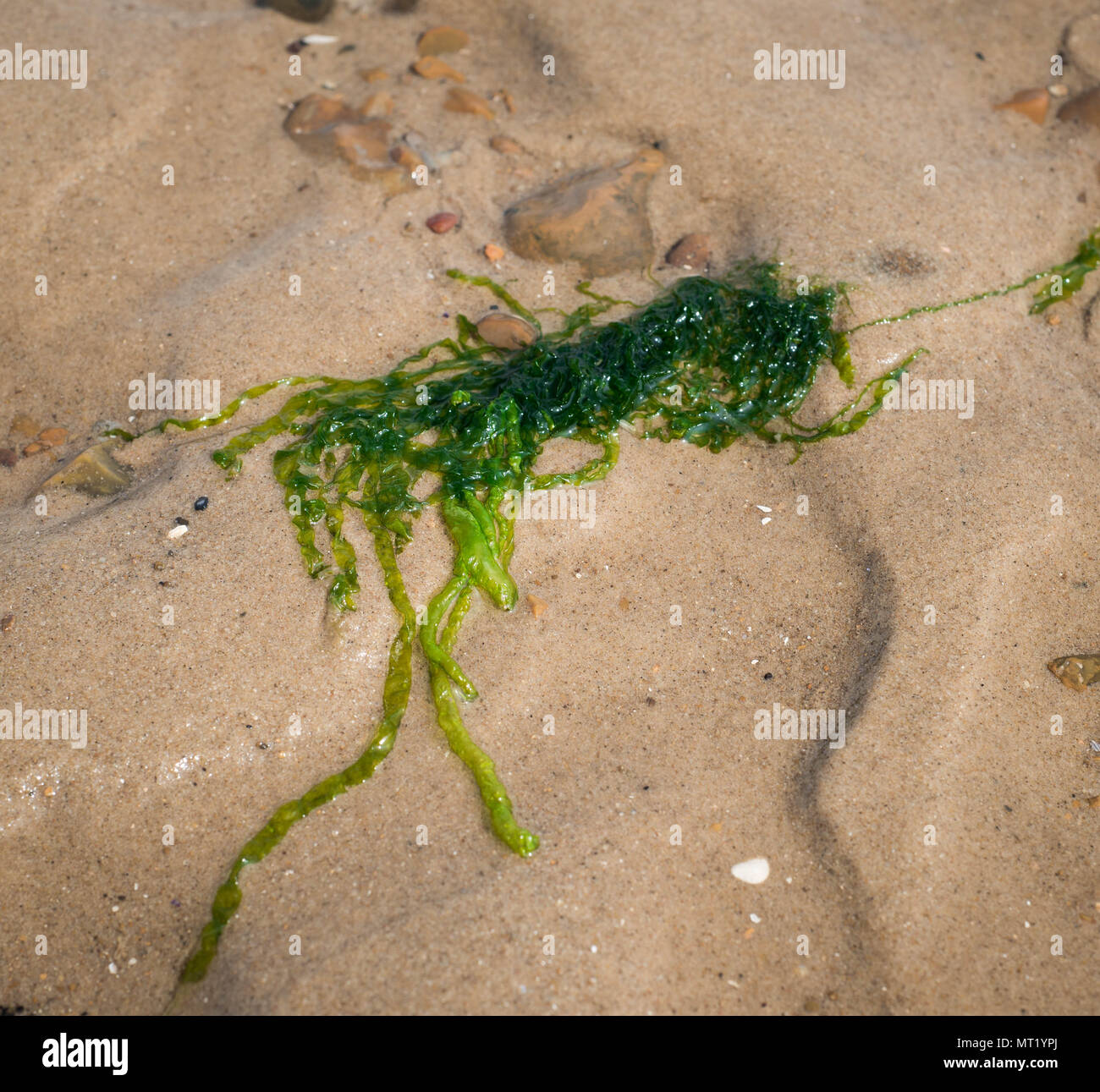 ulva intestinalis gutweed green seaweed Stock Photo - Alamy