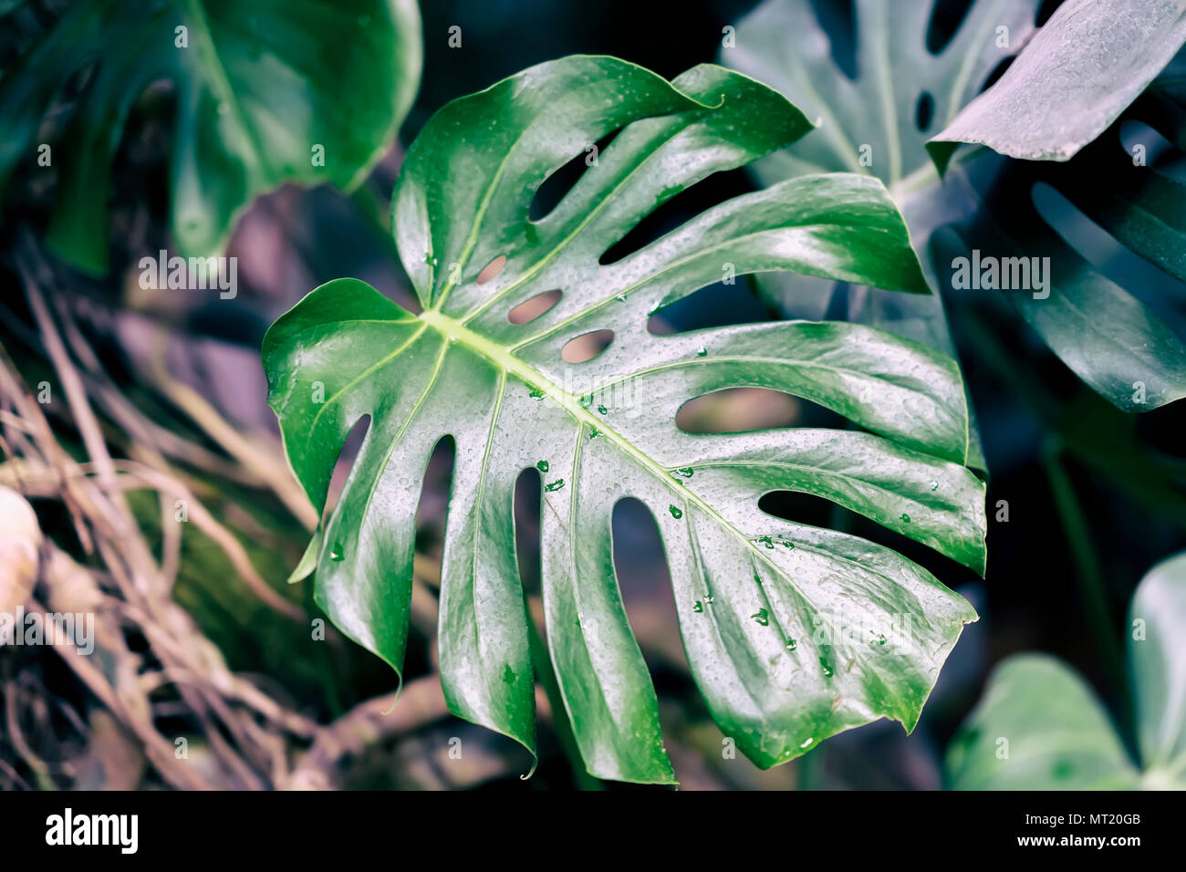 Monstera leaves with texture, Tropical natural background. Split-leaf ...