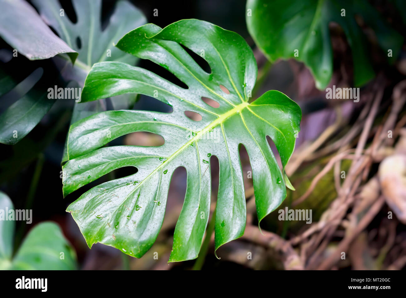 Monstera leaves with texture, Tropical natural . Split-leaf ...