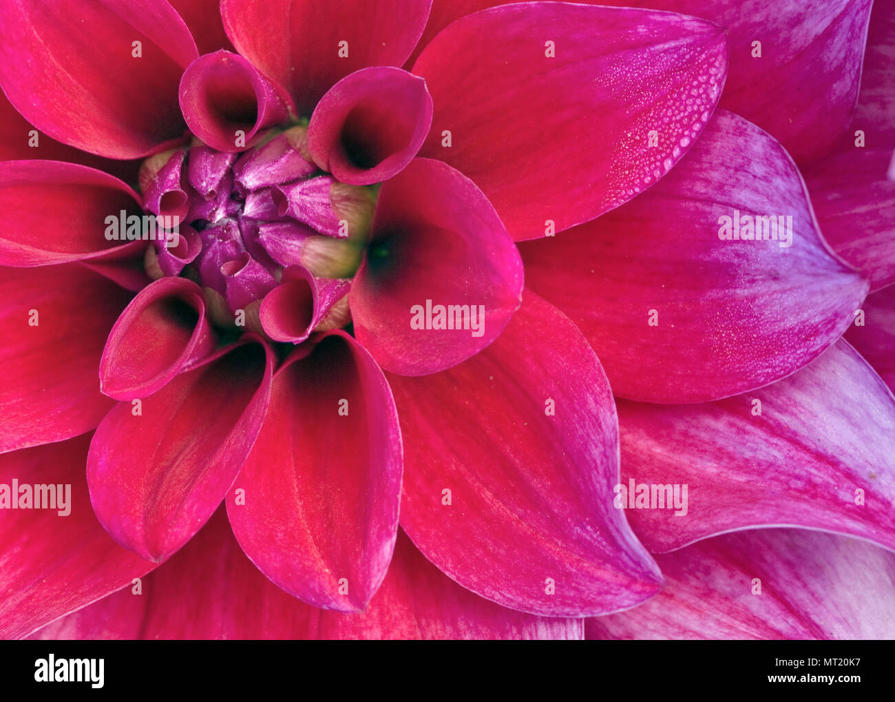 Dahlia sayonara hi-res stock photography and images - Alamy