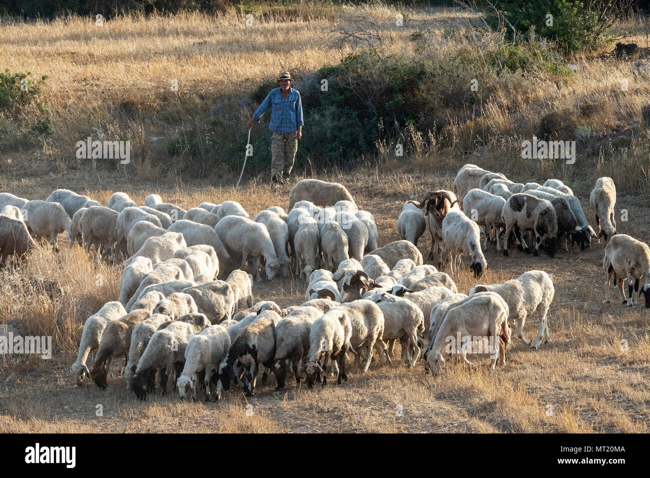 Chios sheep hi-res stock photography and images - Alamy