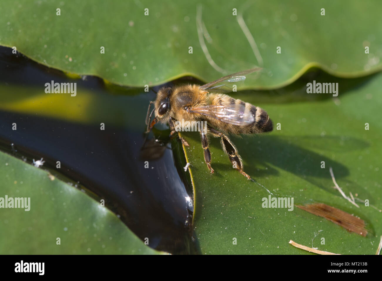 Honey bee (Apis) on a lily pad drinking water from a garden pond ...