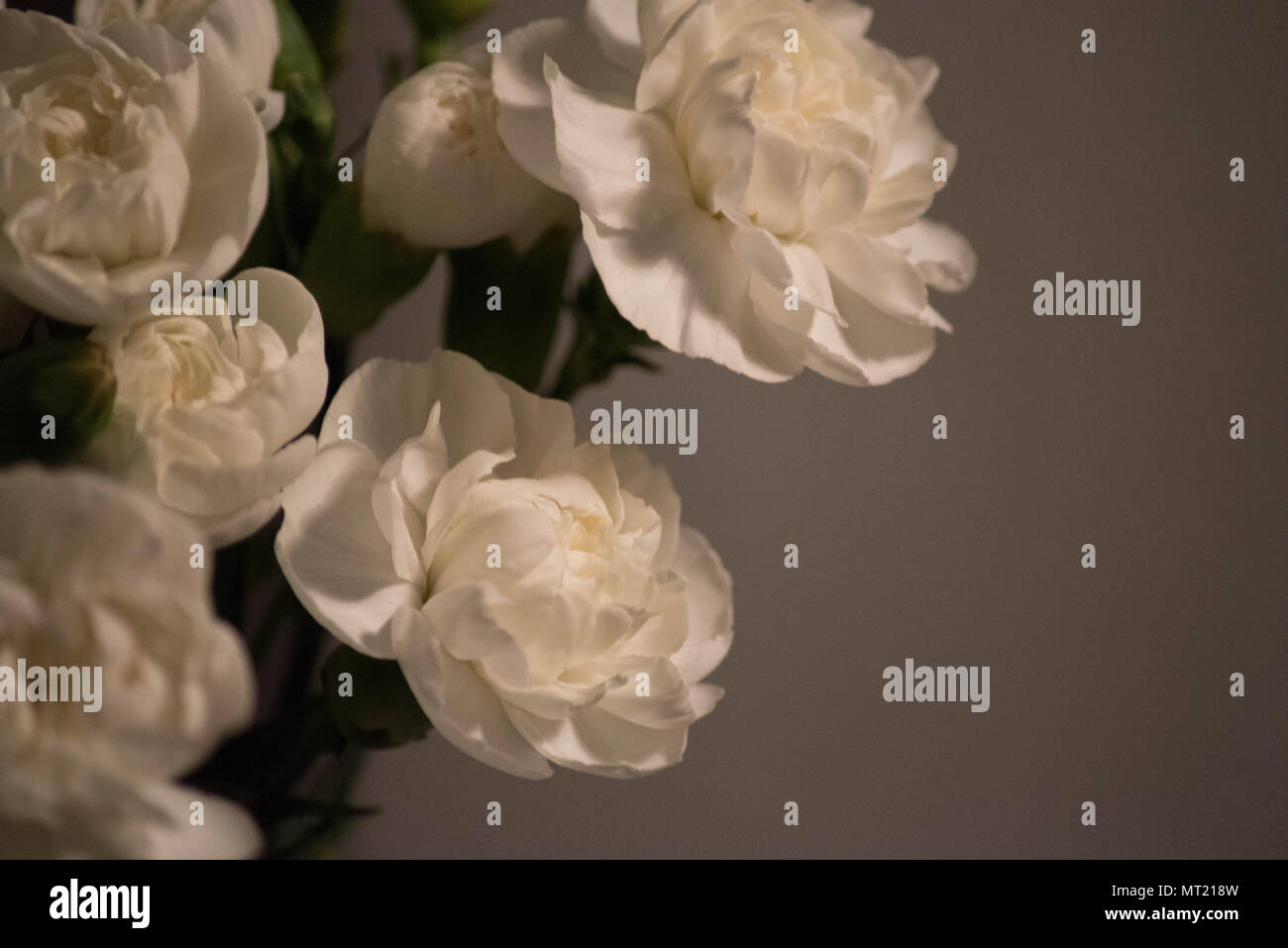 Bunch Of Carnations High Resolution Stock Photography and Images - Alamy