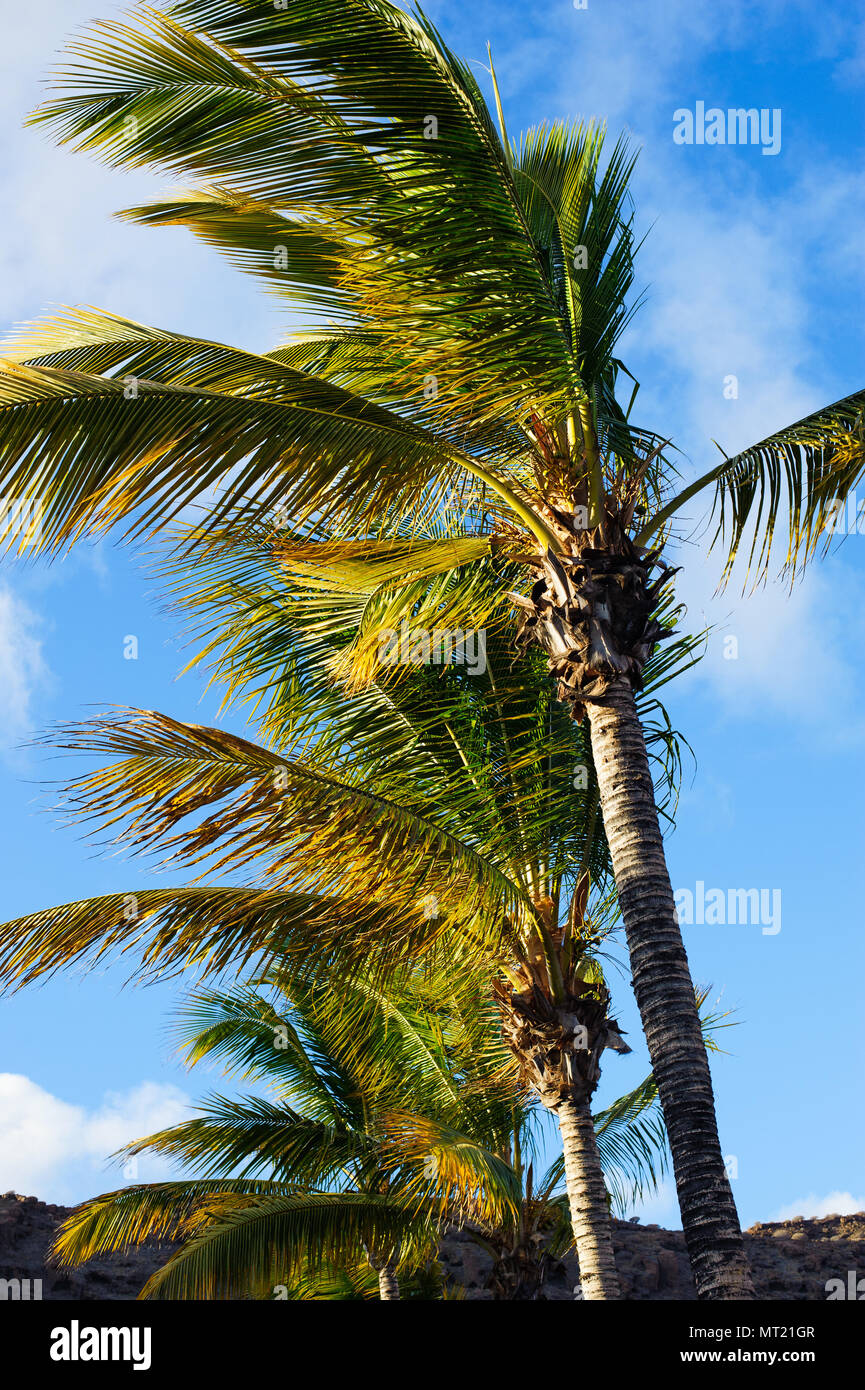 Beautiful palm tree on the blue background Stock Photo - Alamy