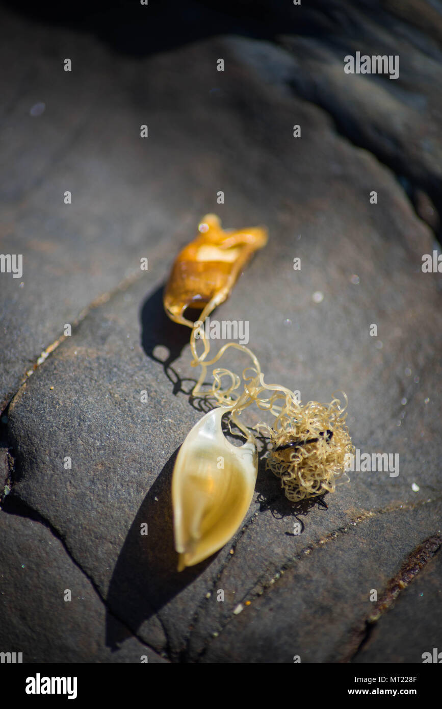 Mermaids purse hi-res stock photography and images - Alamy
