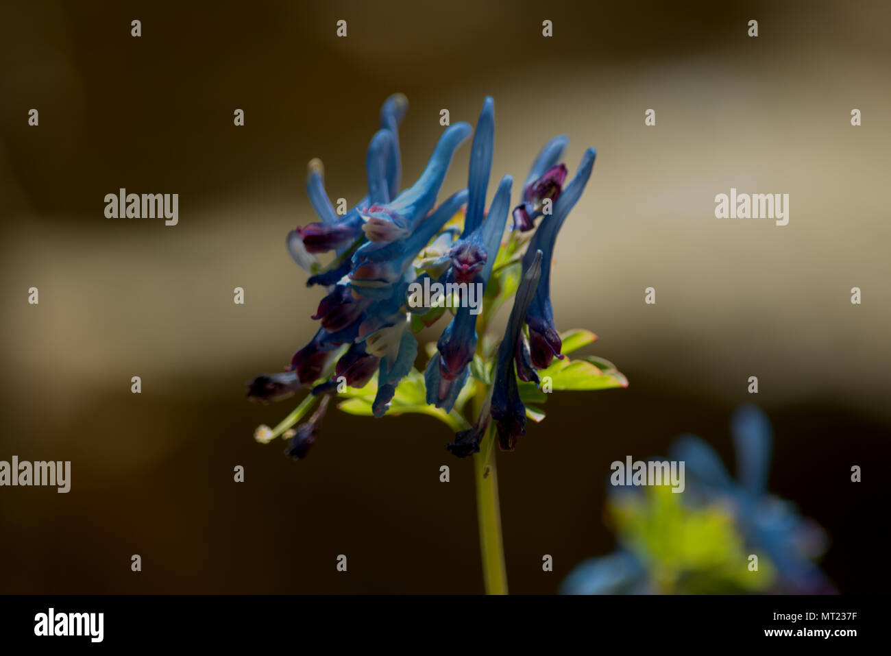 Exotic primula, blue Stock Photo - Alamy