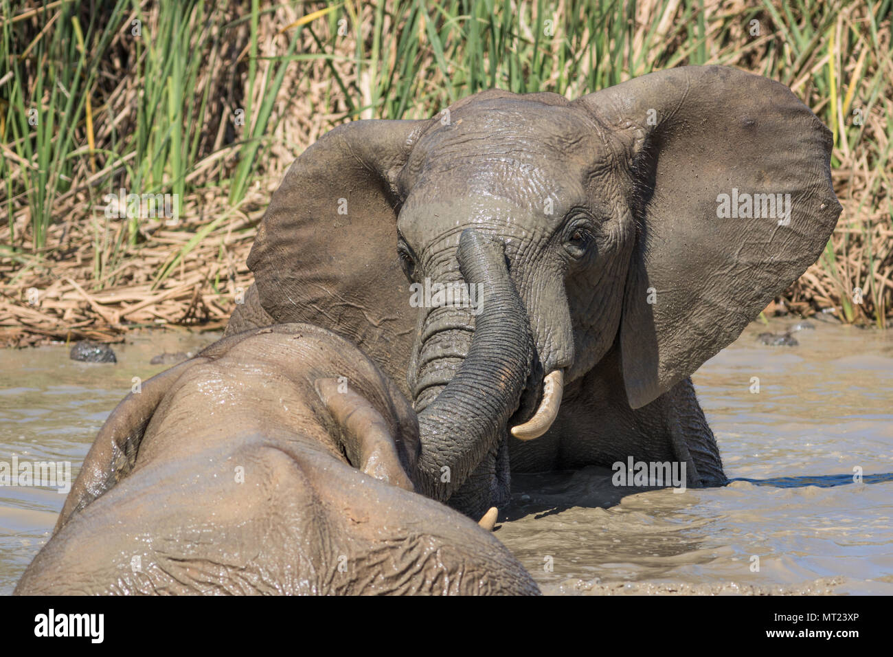 Bonding with another elephant Stock Photo - Alamy