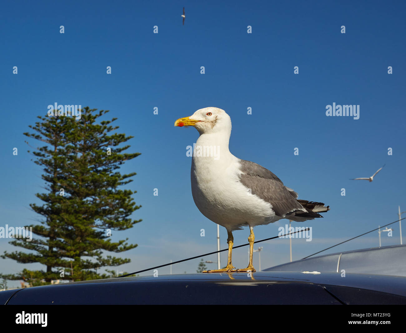 Huge white seagull close-up, to the left a green tree, against a blue ...
