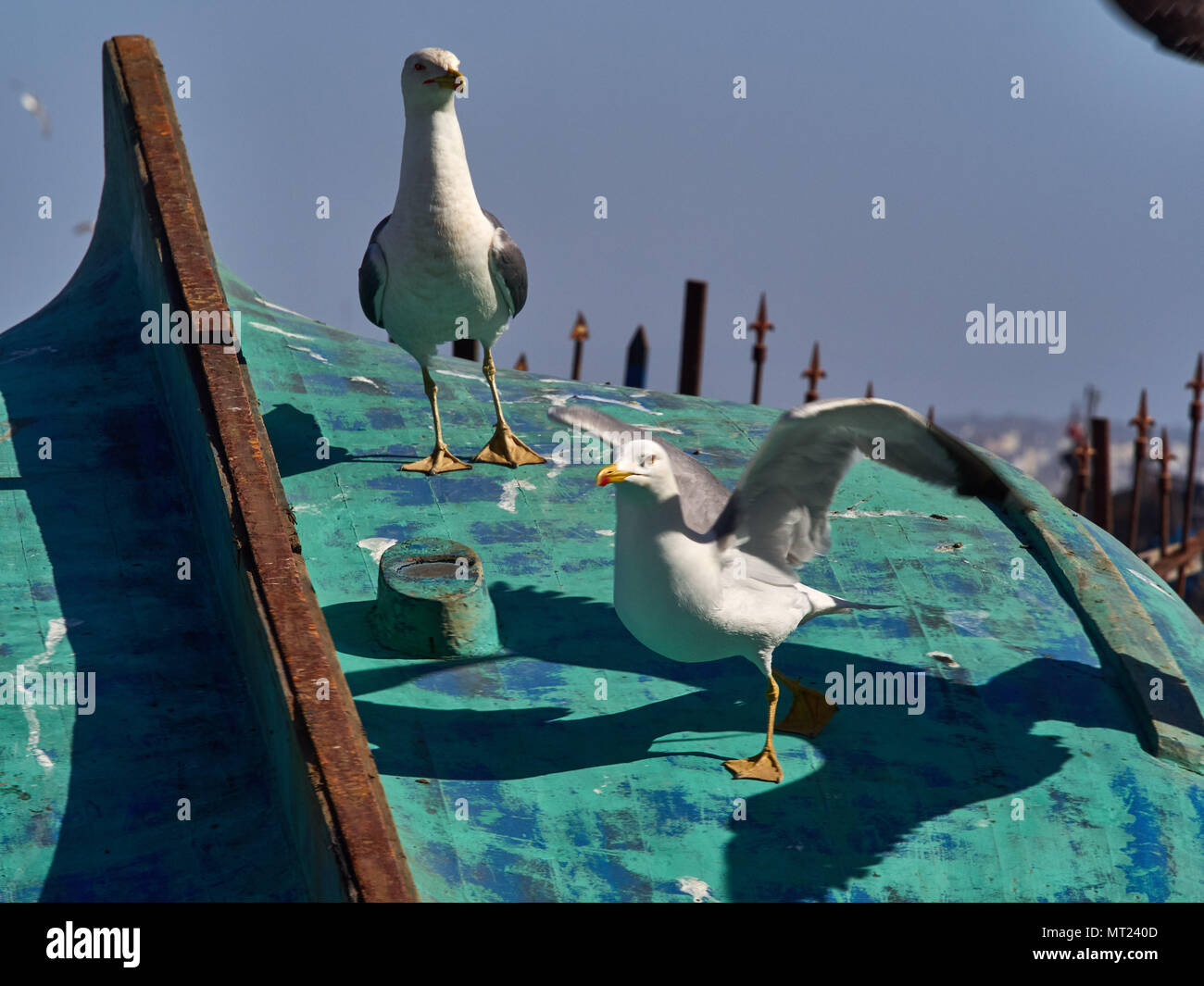 Different Color Seagulls