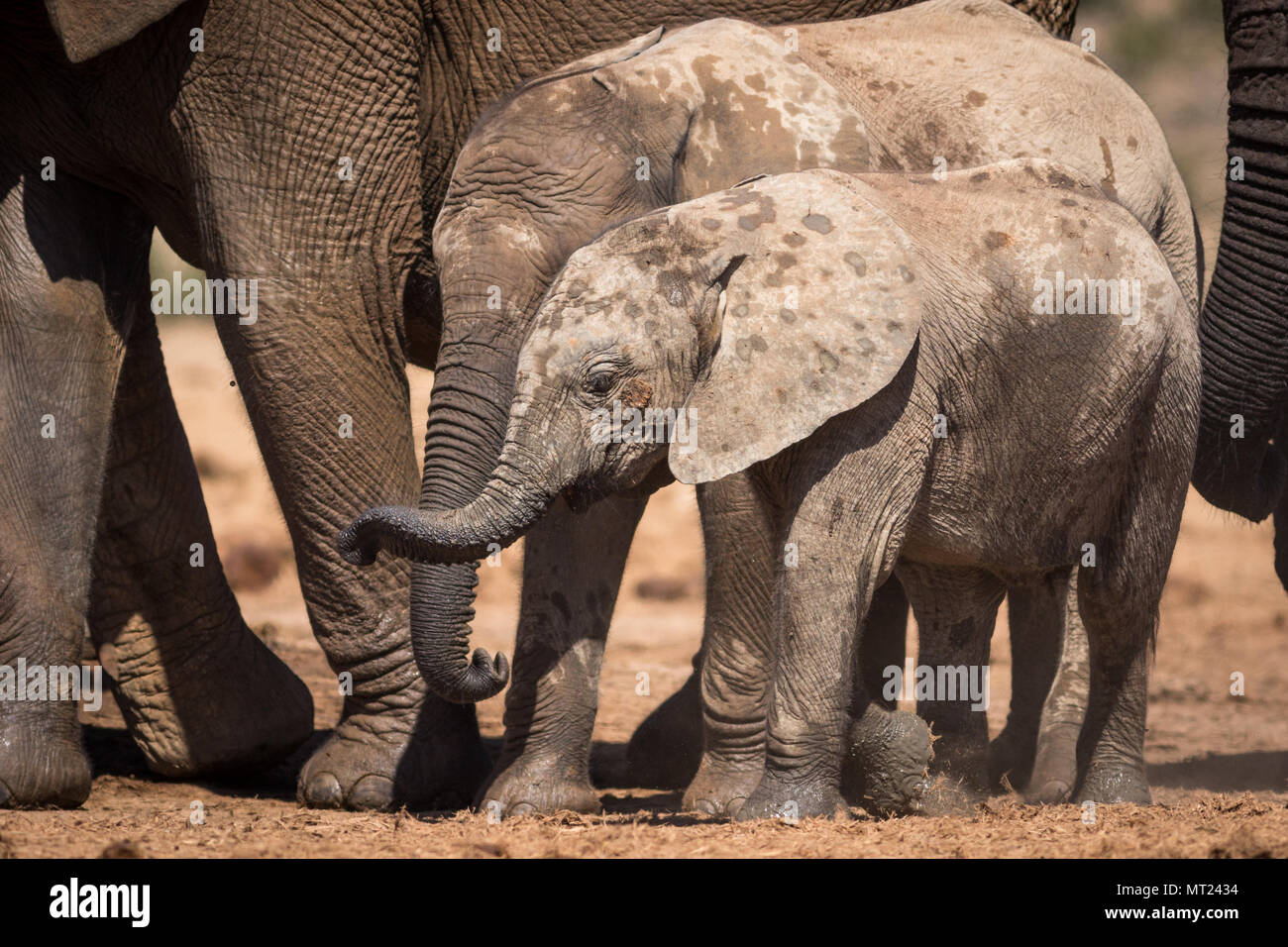 Elephants family bond hi-res stock photography and images - Alamy