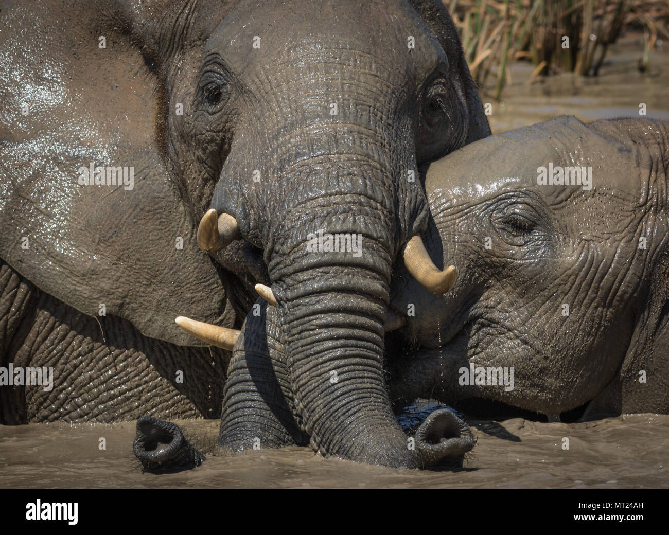 Elephants Having Fun High Resolution Stock Photography and Images - Alamy